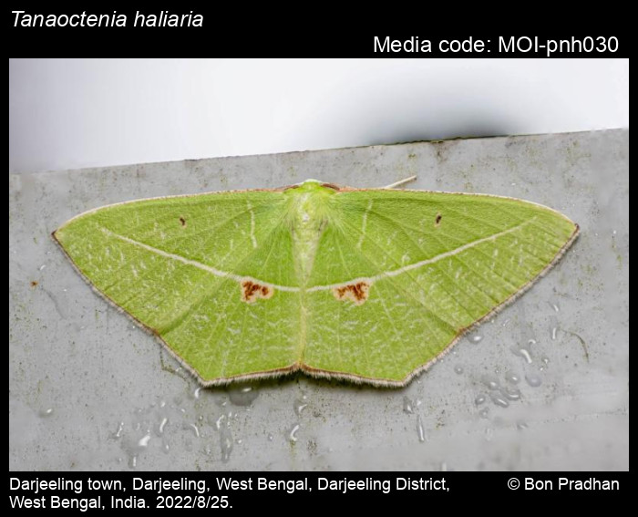 Tanaoctenia Haliaria Walker 1861 Moths